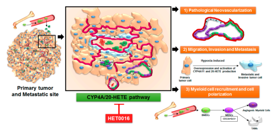 TargetMol明星分子—20-HETE 心脑血管|抗癌靶点|促血管生成