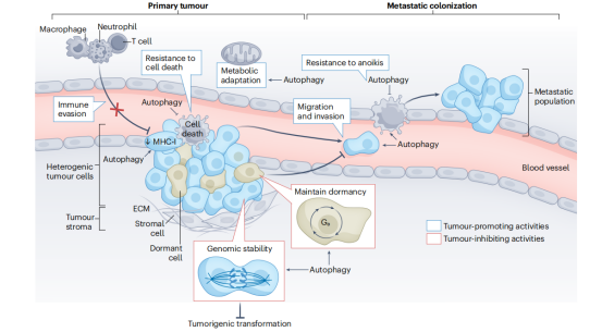 TargetMol明星分子—氯喹（Chloroquine）