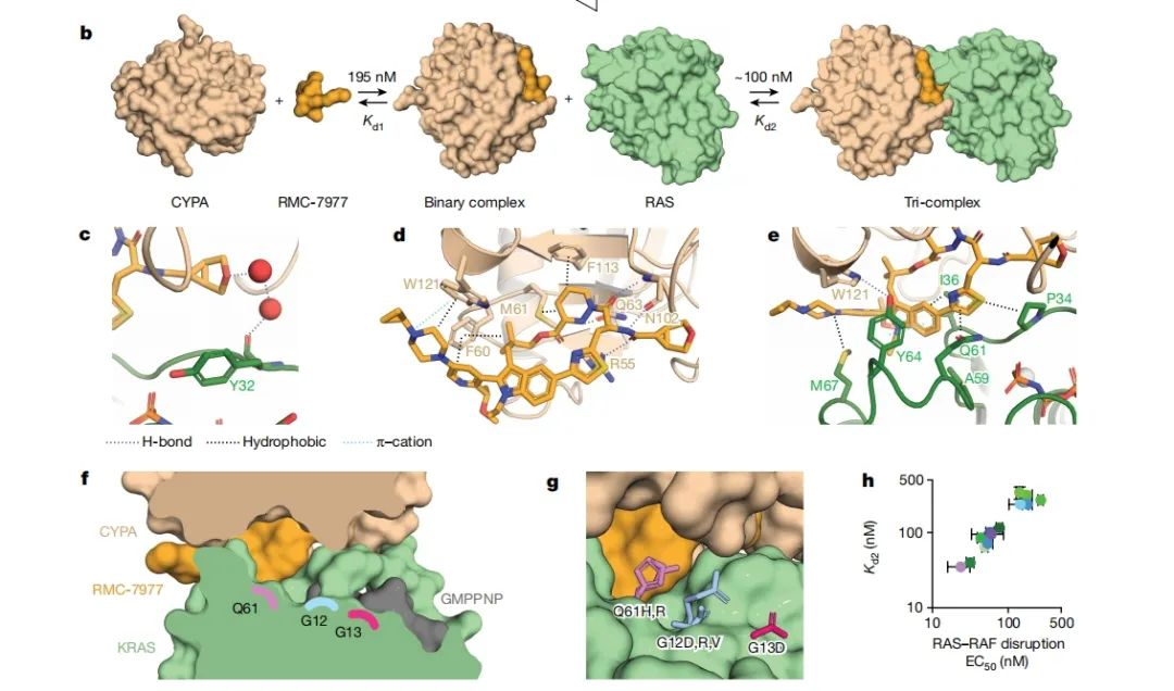 RAS抑制剂研发热潮！RMC-7977和RMC-6236抑制剂有望为RAS突变型肿瘤的治疗带来新希望