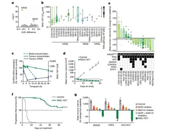 RAS抑制剂研发热潮！RMC-7977和RMC-6236抑制剂有望为RAS突变型肿瘤的治疗带来新希望