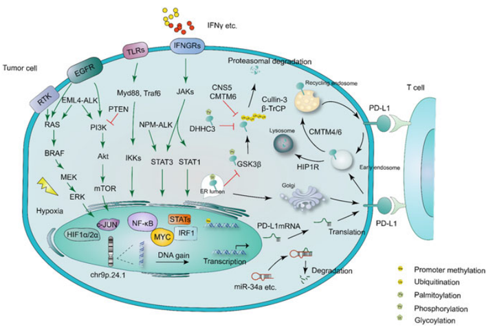 PD-1PD-L1通路实现免疫逃逸的机制
