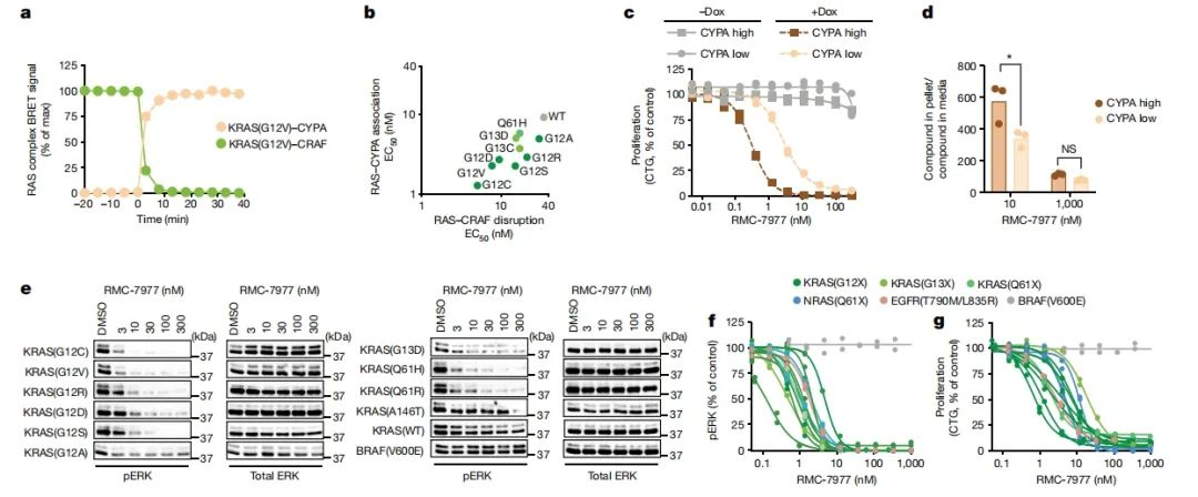 RAS抑制剂研发热潮！RMC-7977和RMC-6236抑制剂有望为RAS突变型肿瘤的治疗带来新希望