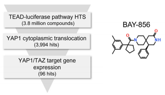 BAY-856 及其衍生物 BAY-593被发现可作为 YAP1/TAZ 通路强效抑制剂