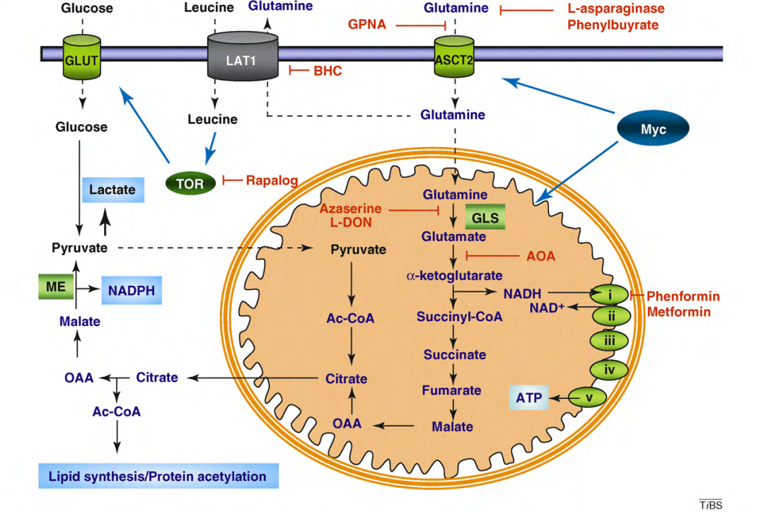 细胞能量异常之谷氨酰胺代谢