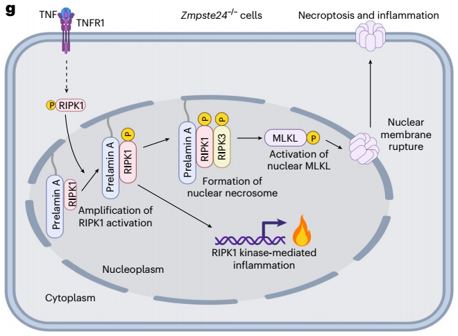 中科院团队揭示新型细胞核程序性坏死通路，与prelamin A的异常有关