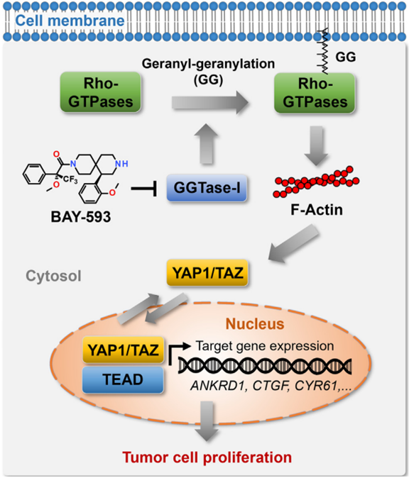 BAY-856 及其衍生物 BAY-593被发现可作为 YAP1/TAZ 通路强效抑制剂