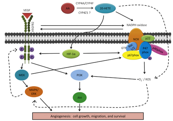 TargetMol明星分子—20-HETE 心脑血管|抗癌靶点|促血管生成